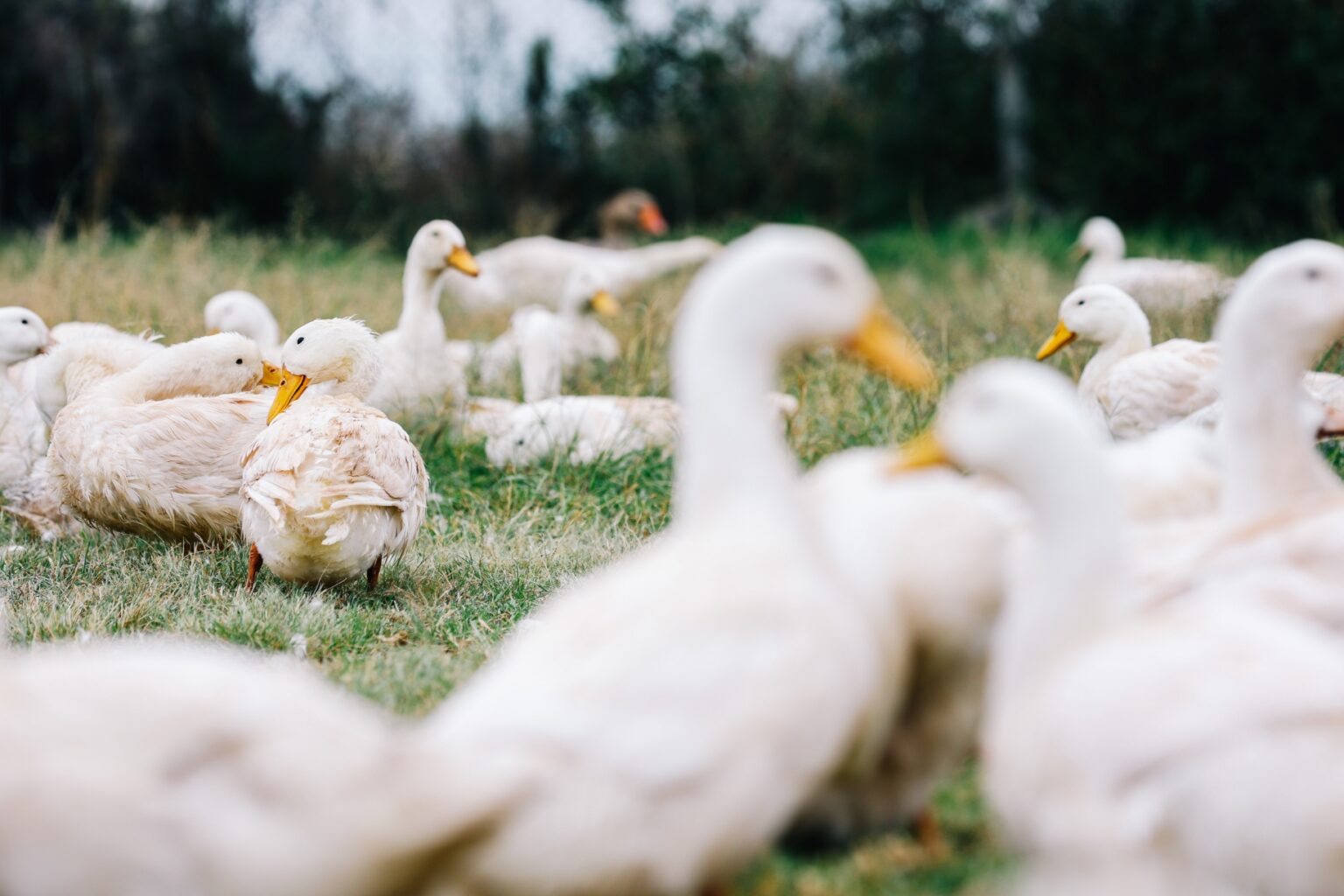 The Ololo Regenerative Farm | Sustainable Safari Experience